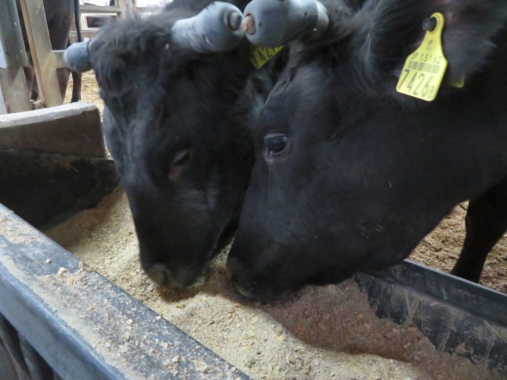 みかわ牛PRに向けた取り組み – 愛知県立渥美農業高等学校